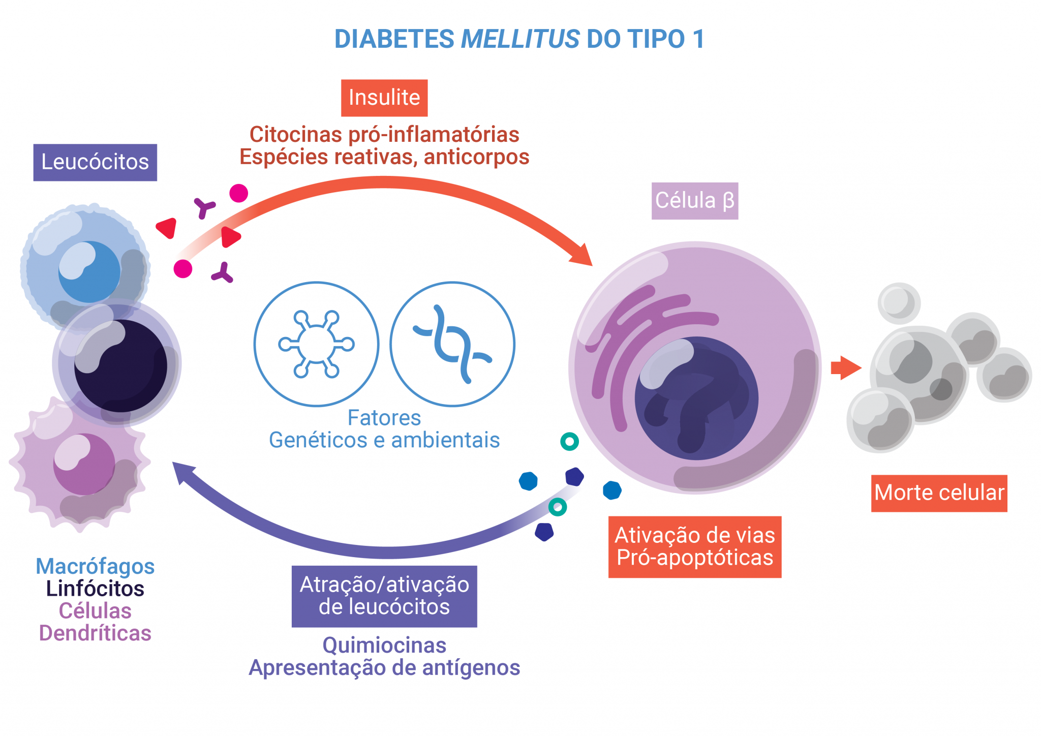 Entendendo o diabetes – Laboratório do Estudo dos Mecanismos de Morte ...